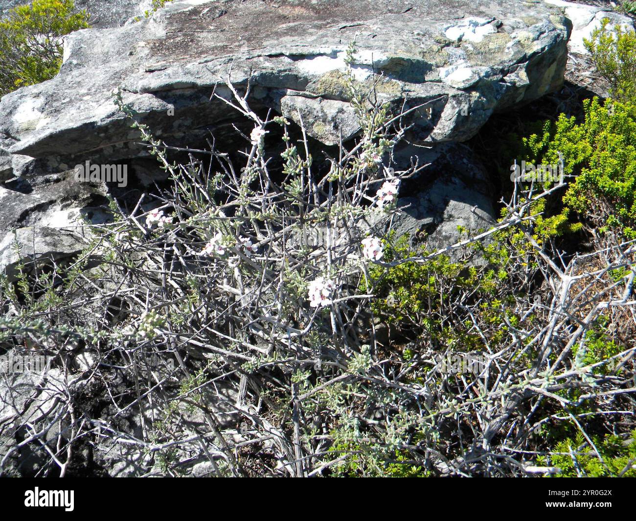 Cape Snow Bush (Eriocephalus africanus Stock Photo - Alamy