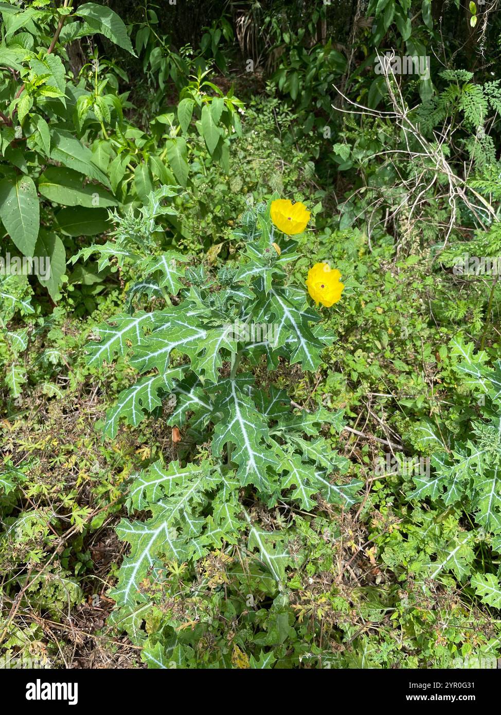 Mexican prickly poppy (Argemone mexicana Stock Photo - Alamy