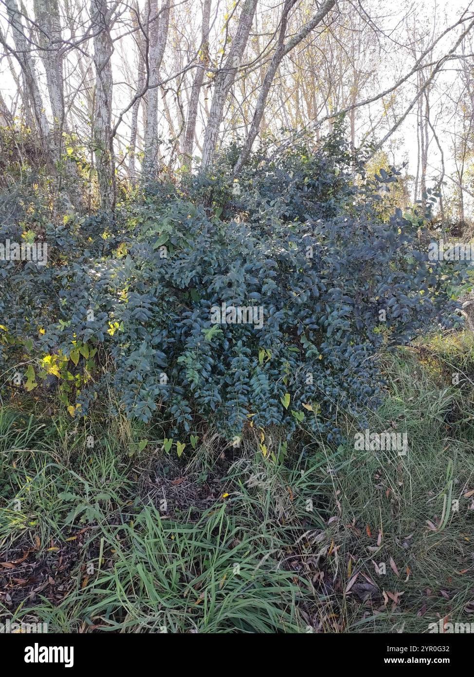 Tree Tutu (Coriaria arborea Stock Photo - Alamy