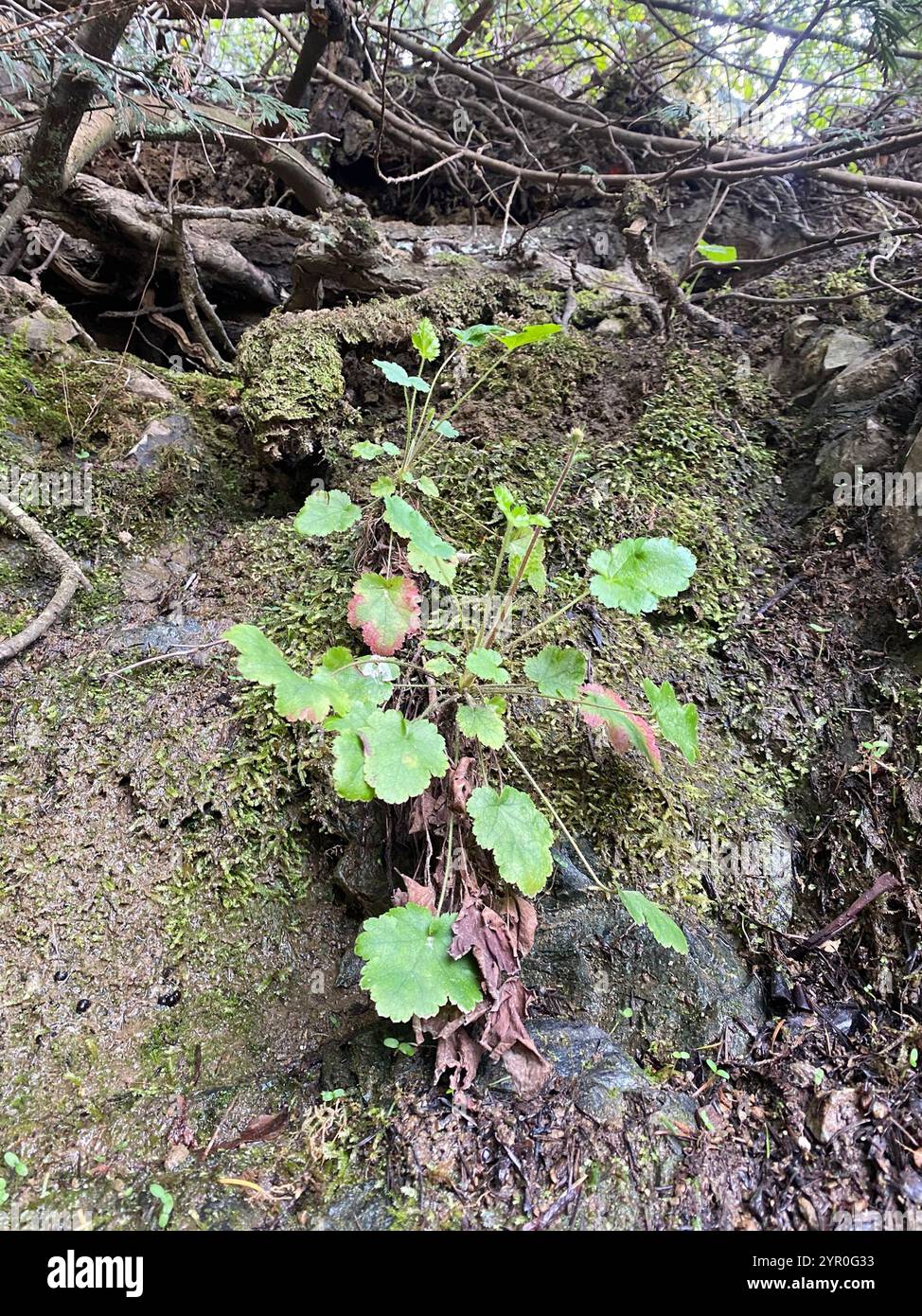 crevice alumroot (Heuchera micrantha Stock Photo - Alamy