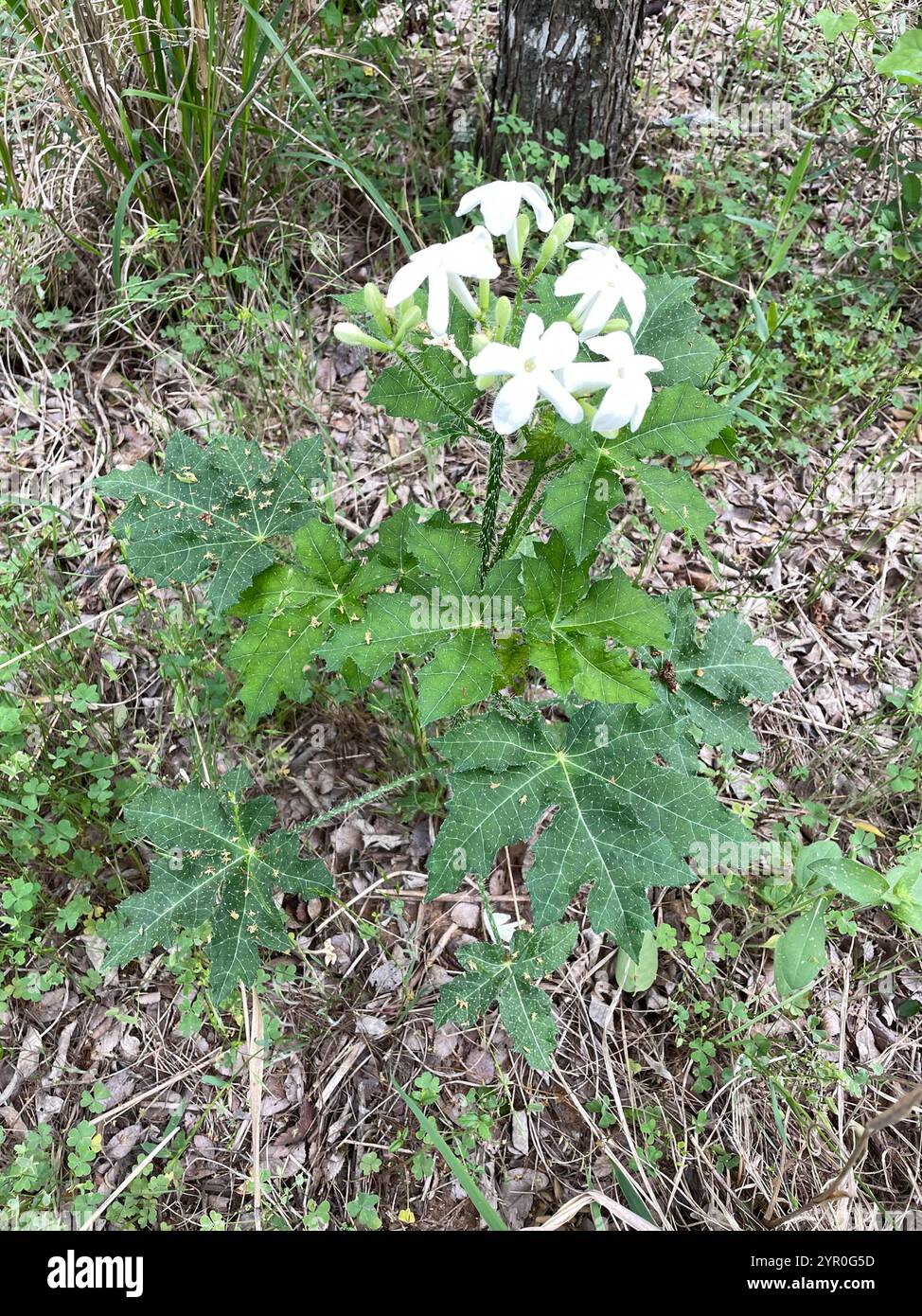 Texas Bull Nettle (Cnidoscolus texanus Stock Photo - Alamy