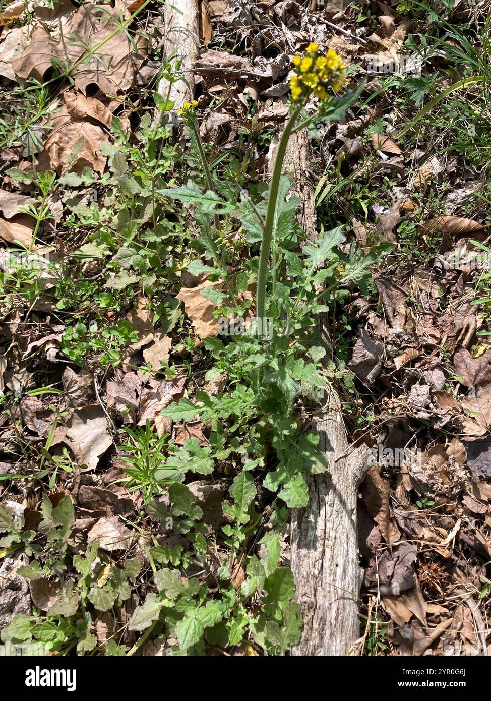 Tall false hawksbeard (Youngia thunbergiana Stock Photo - Alamy