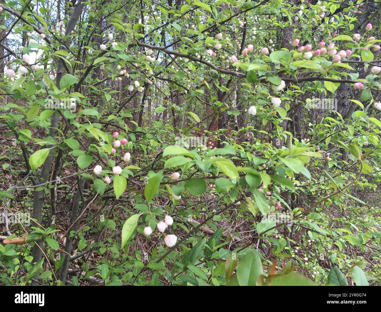sweet crabapple (Malus coronaria Stock Photo - Alamy