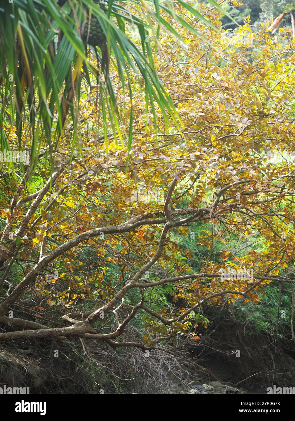 Common guava (Psidium guajava Stock Photo - Alamy