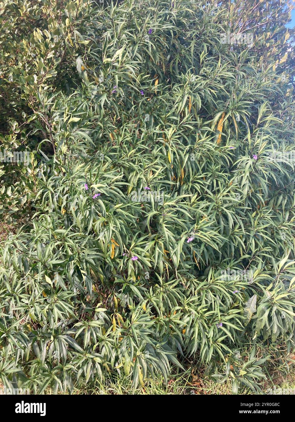 kangaroo-apple (Solanum laciniatum Stock Photo - Alamy
