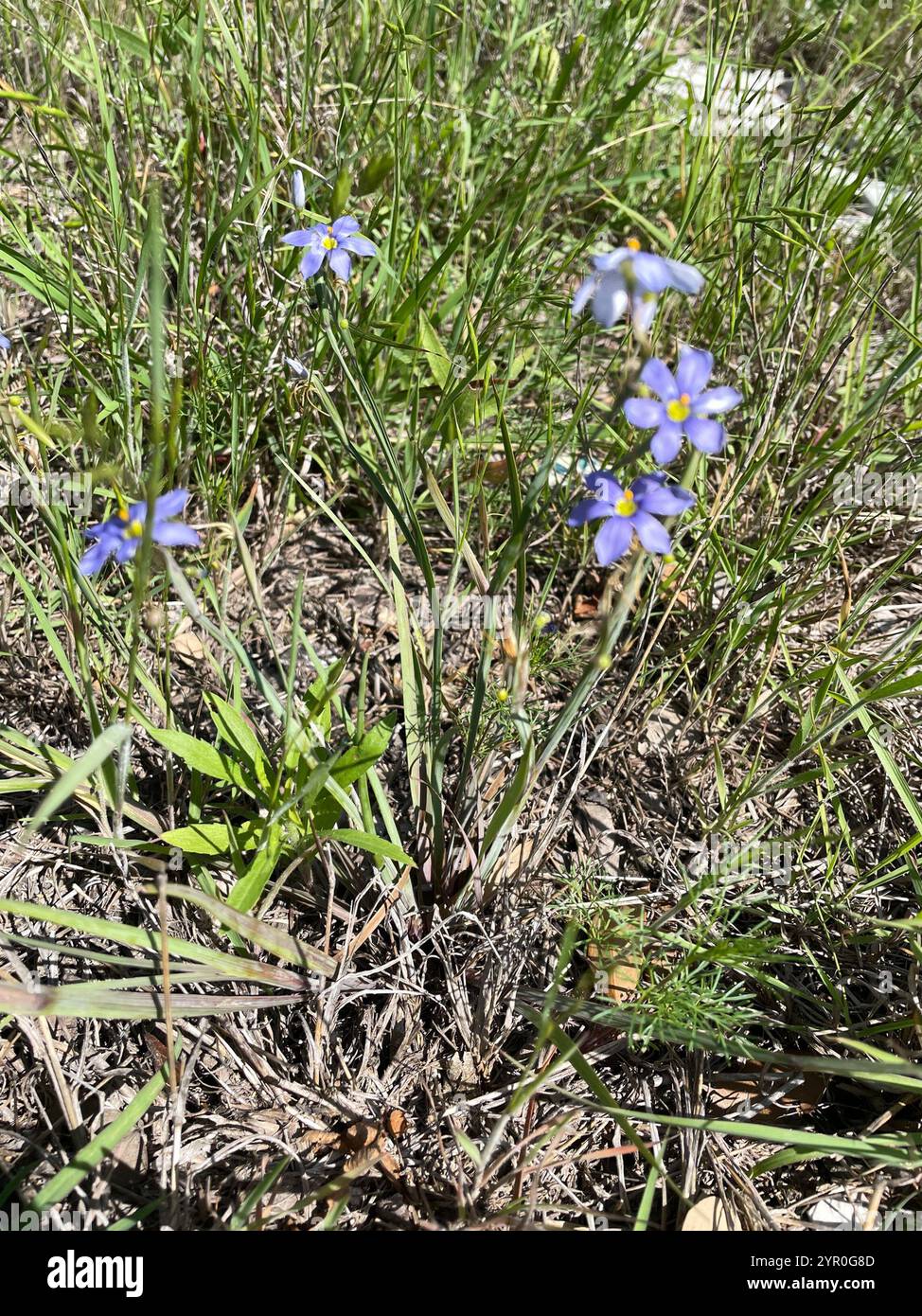 Sword-leaf Blue-eyed Grass (Sisyrinchium ensigerum Stock Photo - Alamy