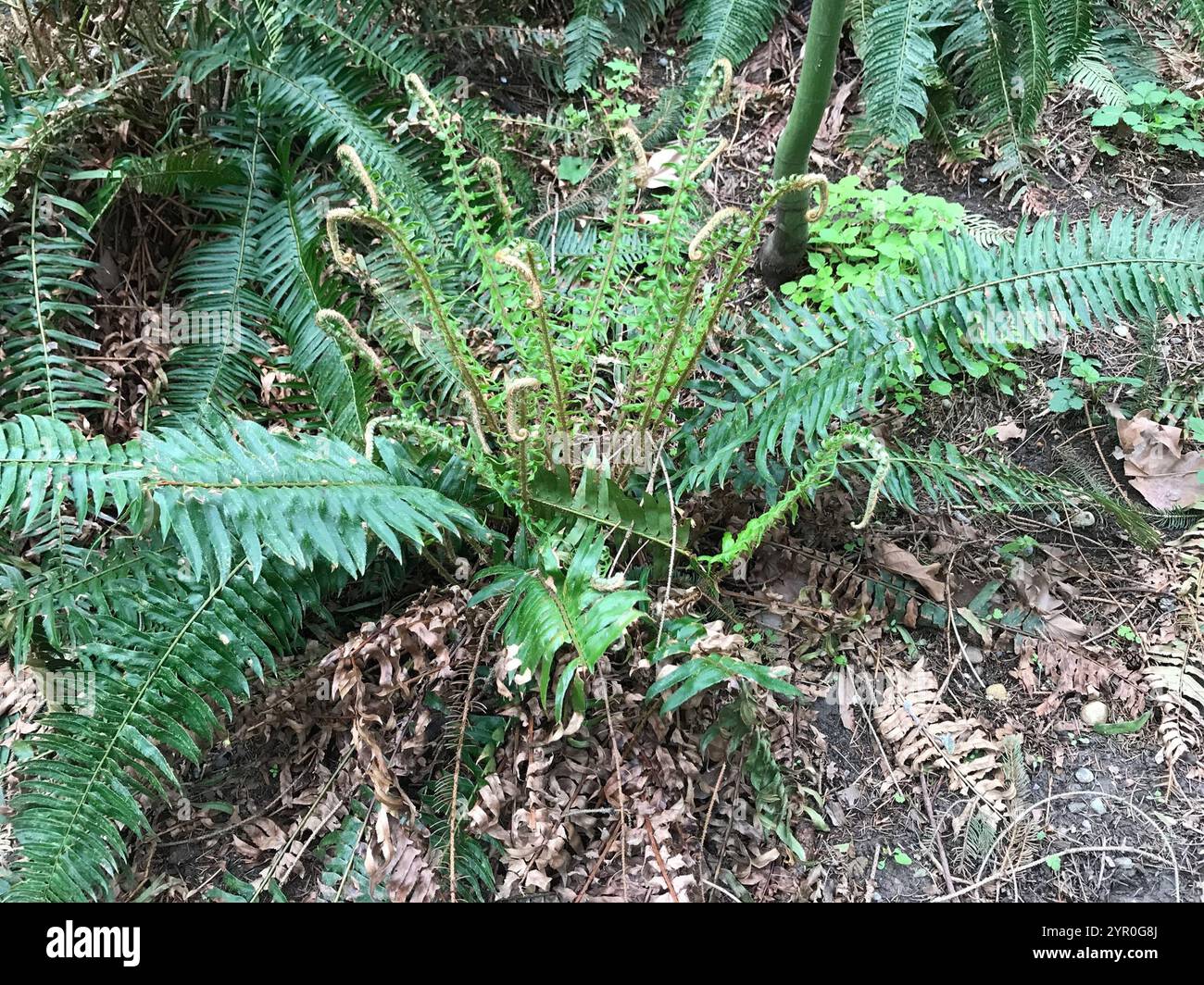 western sword fern (Polystichum munitum Stock Photo - Alamy