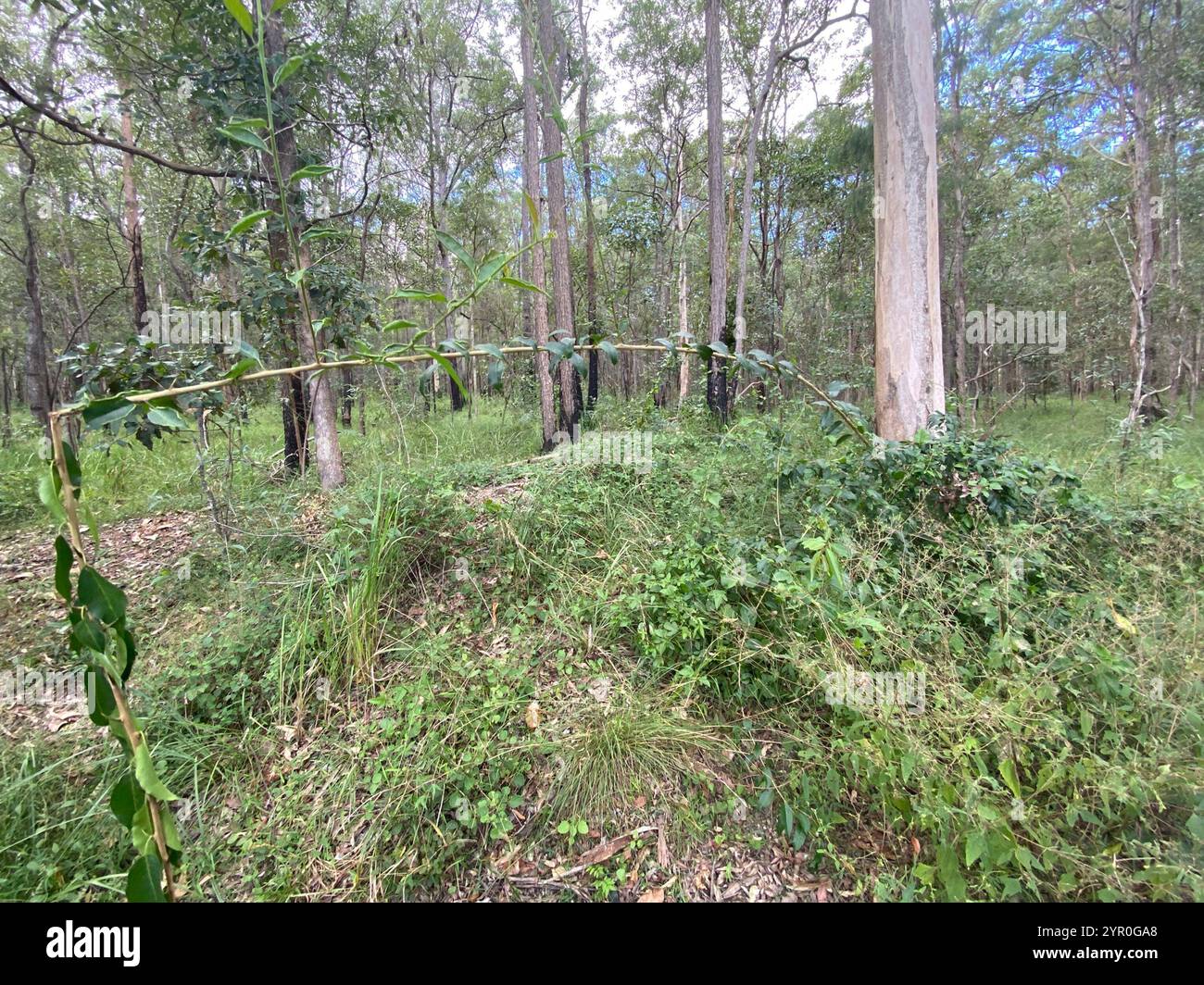 Maclura cochinchinensis hi-res stock photography and images - Alamy