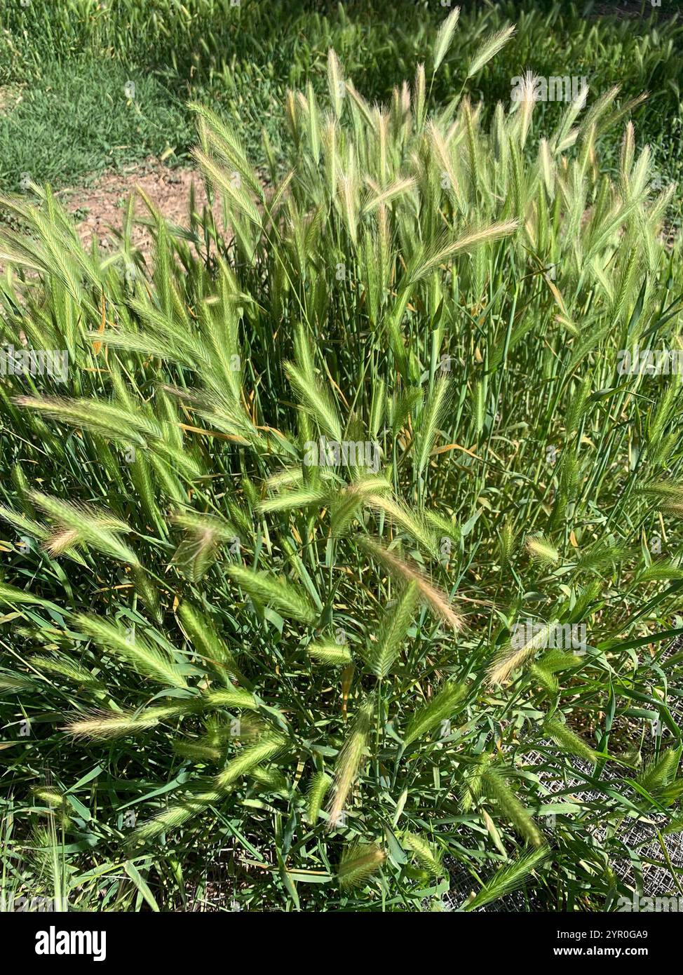 wall barley (Hordeum murinum Stock Photo - Alamy
