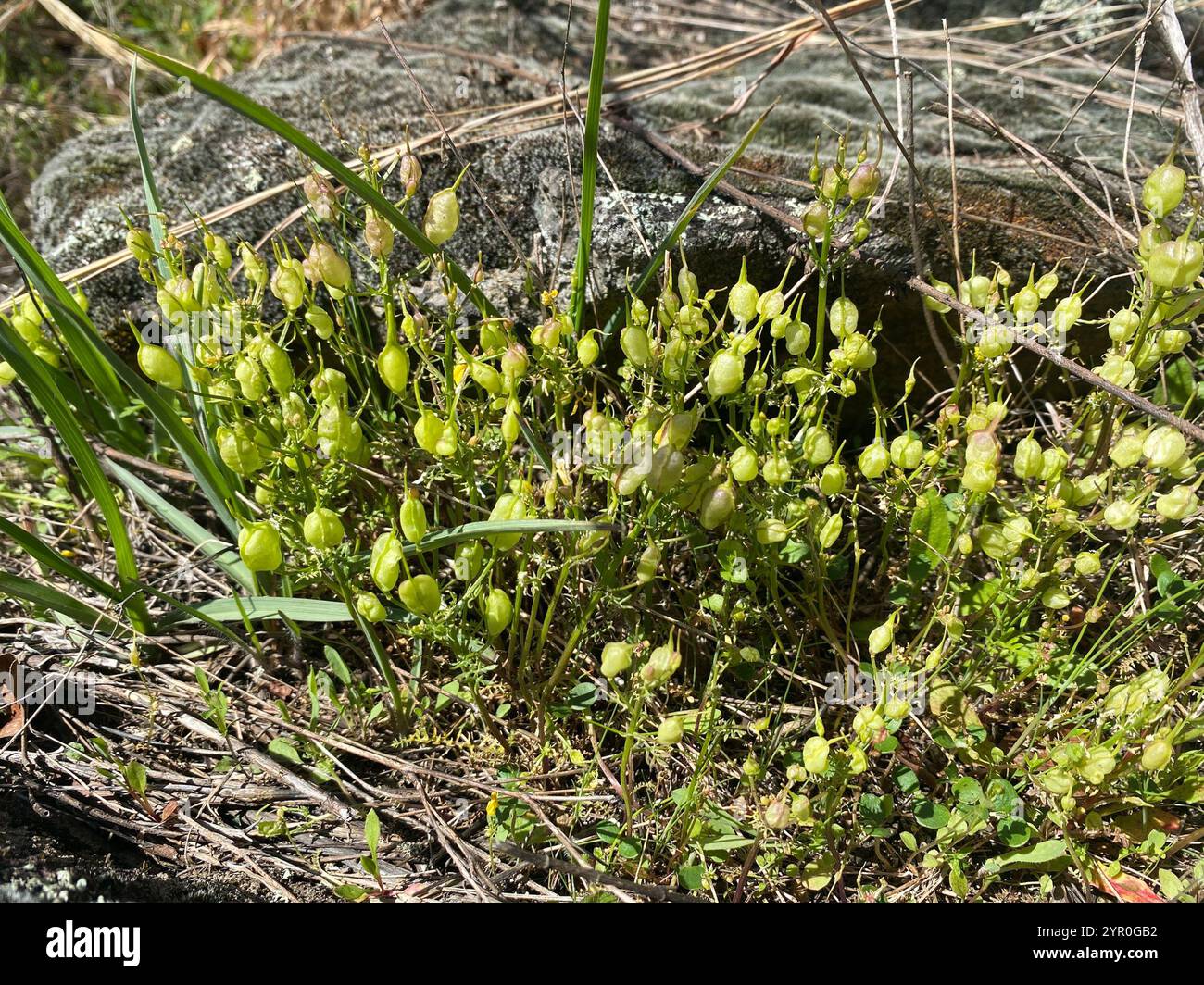 golden selenia (Selenia aurea Stock Photo - Alamy