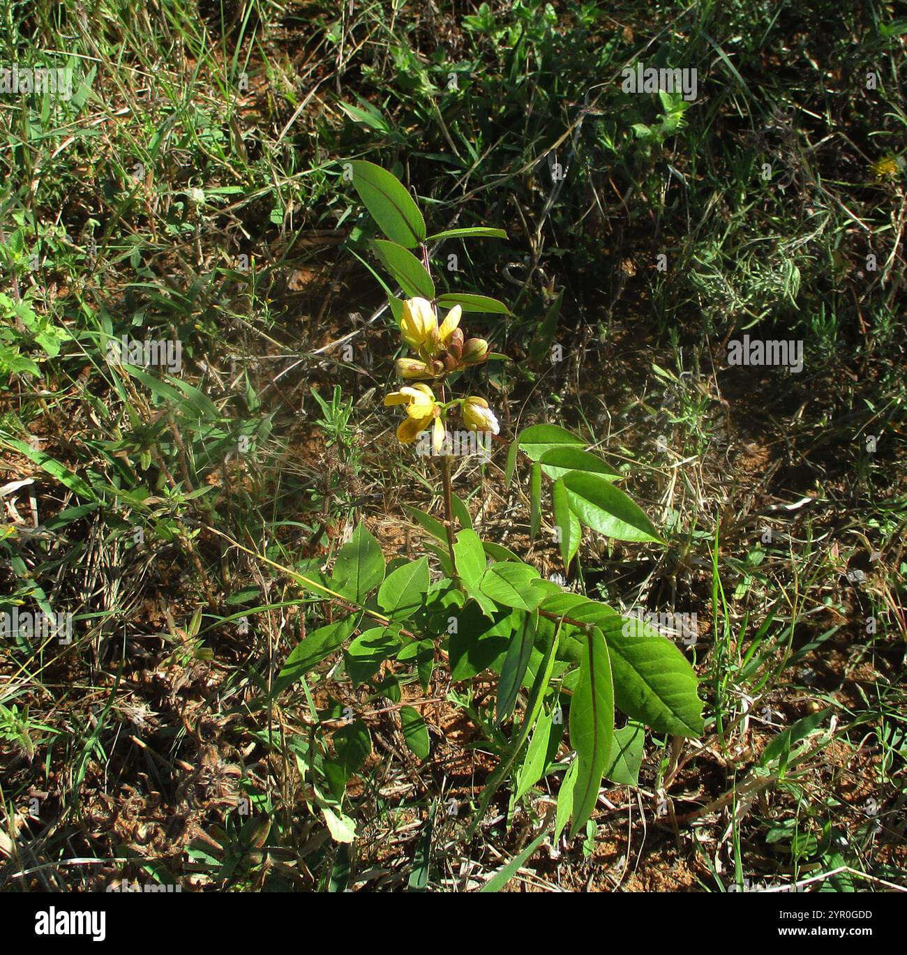 Coffee Senna (Senna occidentalis Stock Photo - Alamy