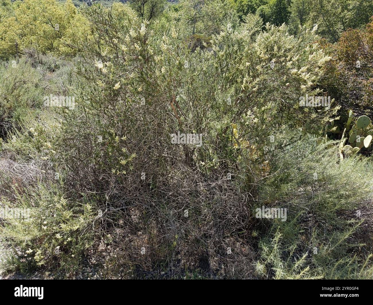 chamise (Adenostoma fasciculatum Stock Photo - Alamy