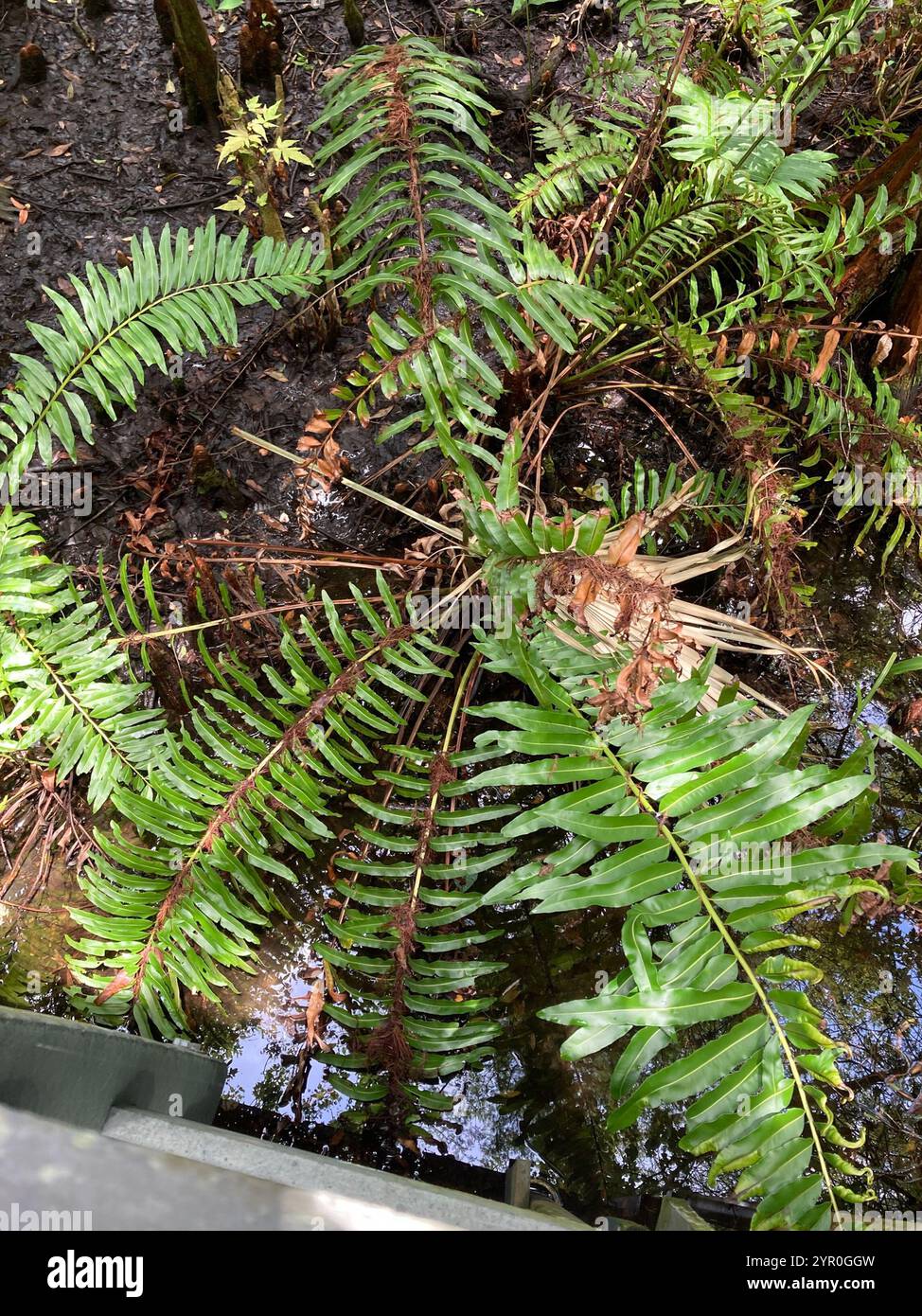 Giant leather fern (Acrostichum danaeifolium Stock Photo - Alamy