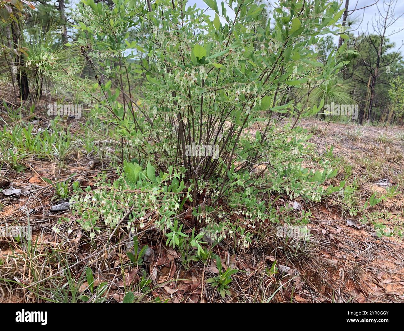 Deerberry hi-res stock photography and images - Alamy