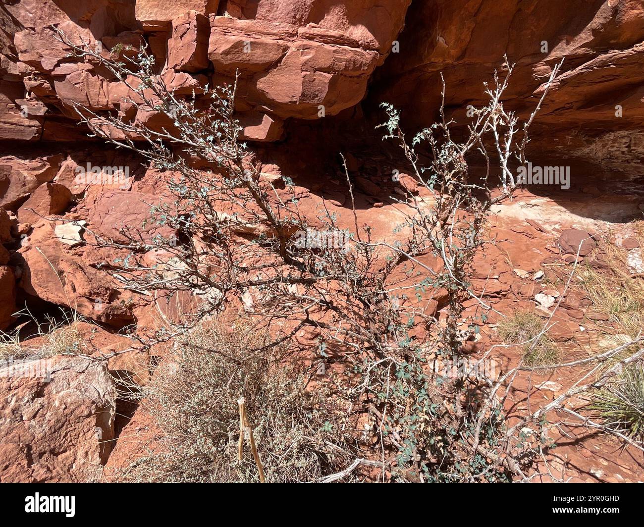 Fremont barberry (Berberis fremontii Stock Photo - Alamy