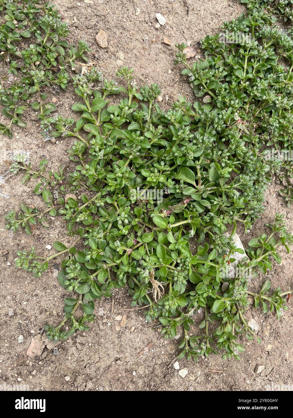 Polycarpon tetraphyllum hi-res stock photography and images - Alamy