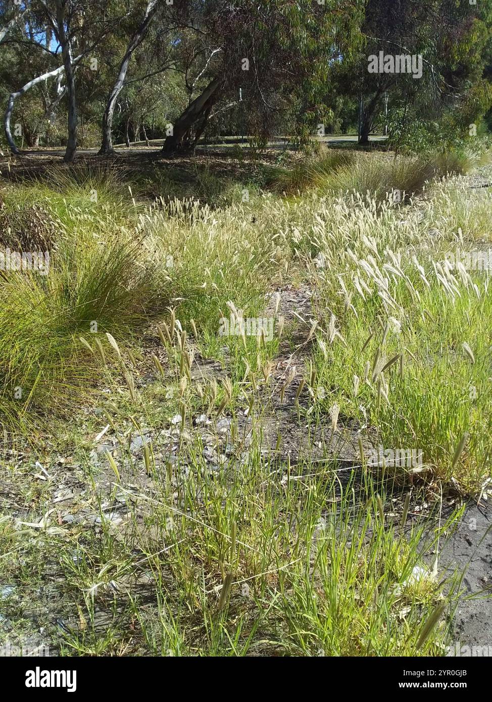 feather finger grass (Chloris virgata Stock Photo - Alamy