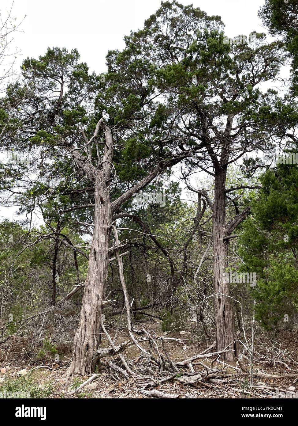 Ashe juniper (Juniperus ashei Stock Photo - Alamy