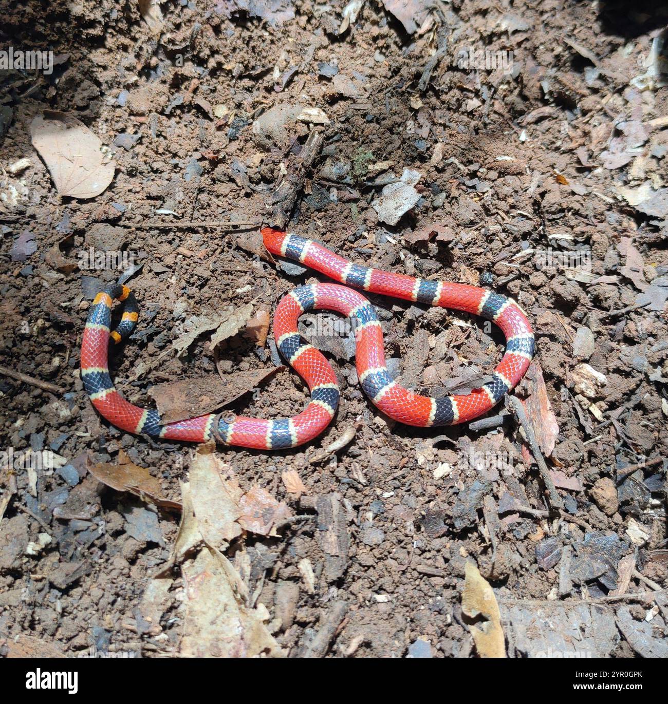 Central American Coralsnake (Micrurus nigrocinctus Stock Photo - Alamy