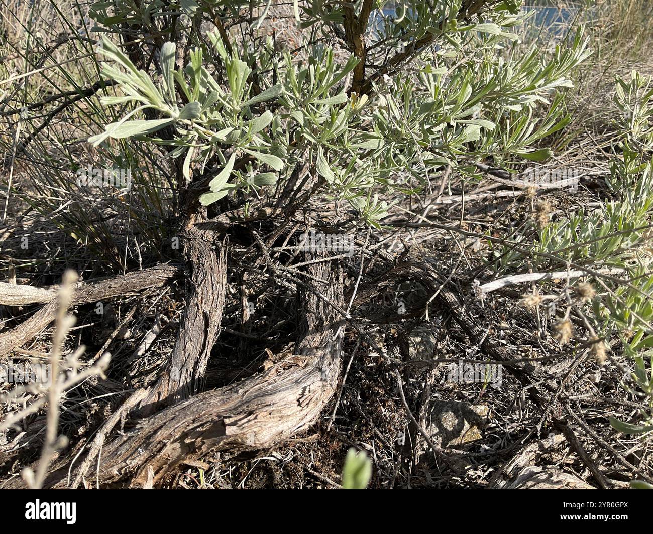 Big Sagebrush (Artemisia tridentata Stock Photo - Alamy