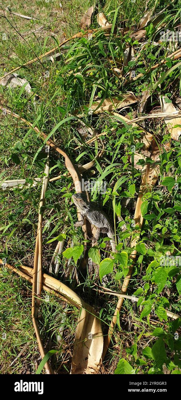 Eastern Bearded Dragon (Pogona barbata Stock Photo - Alamy