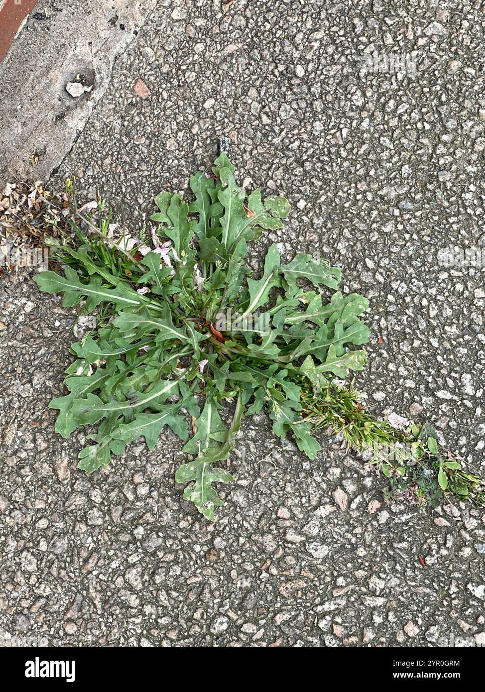 annual wall-rocket (Diplotaxis muralis Stock Photo - Alamy