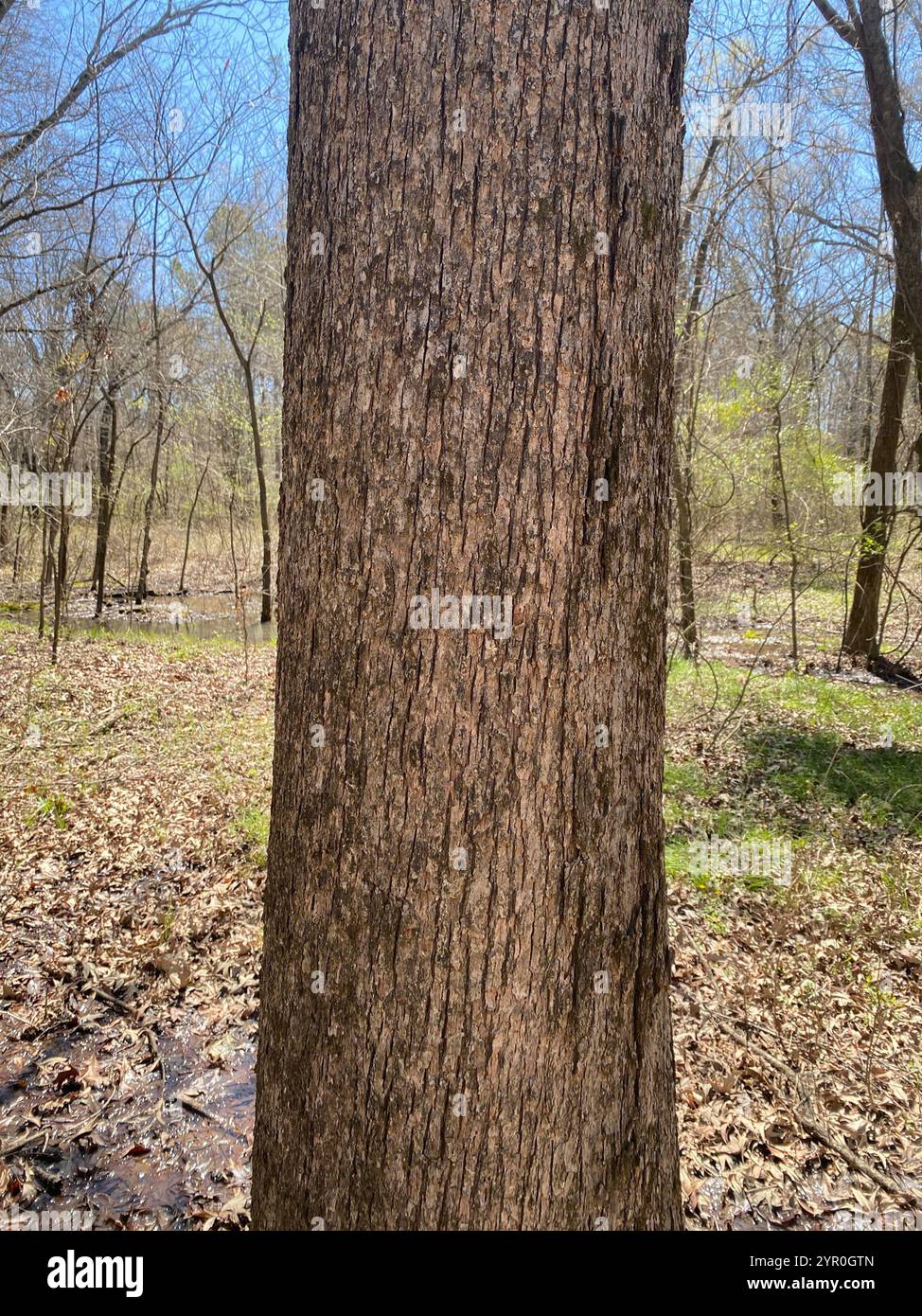 overcup oak (Quercus lyrata Stock Photo - Alamy