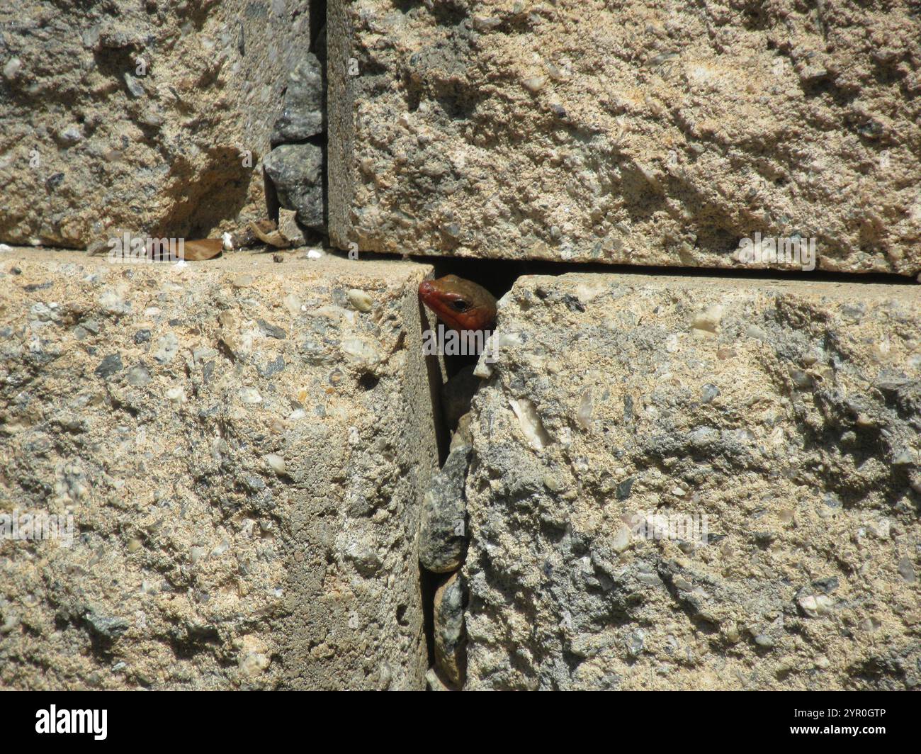 Common Five-lined Skink (Plestiodon fasciatus Stock Photo - Alamy