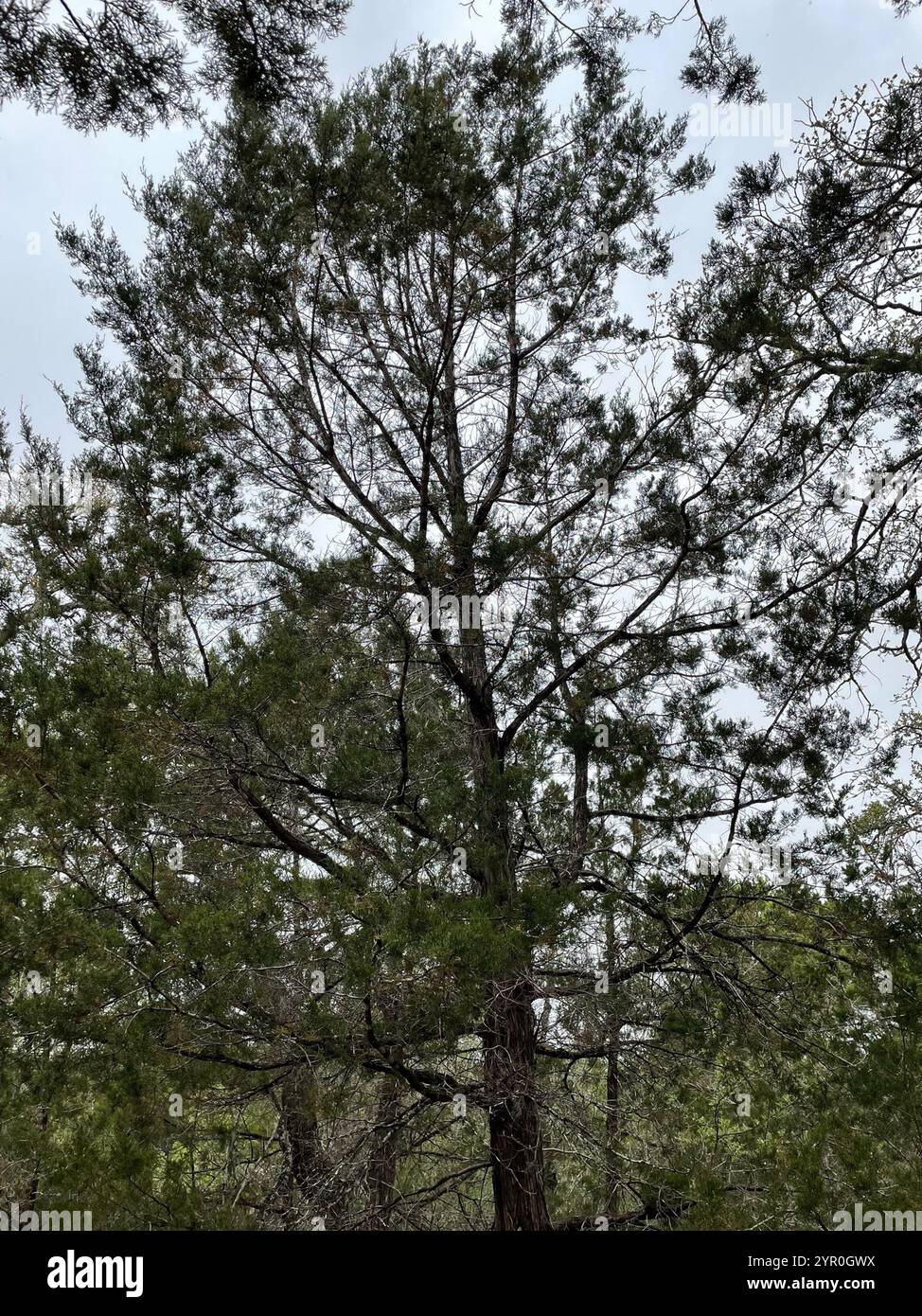 Ashe juniper (Juniperus ashei Stock Photo - Alamy