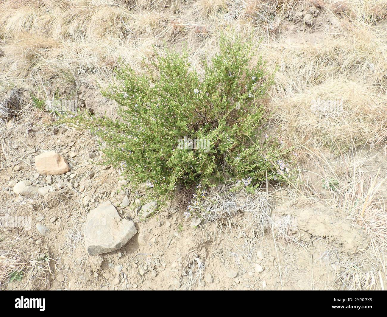 Fine Felicia (Felicia filifolia Stock Photo - Alamy