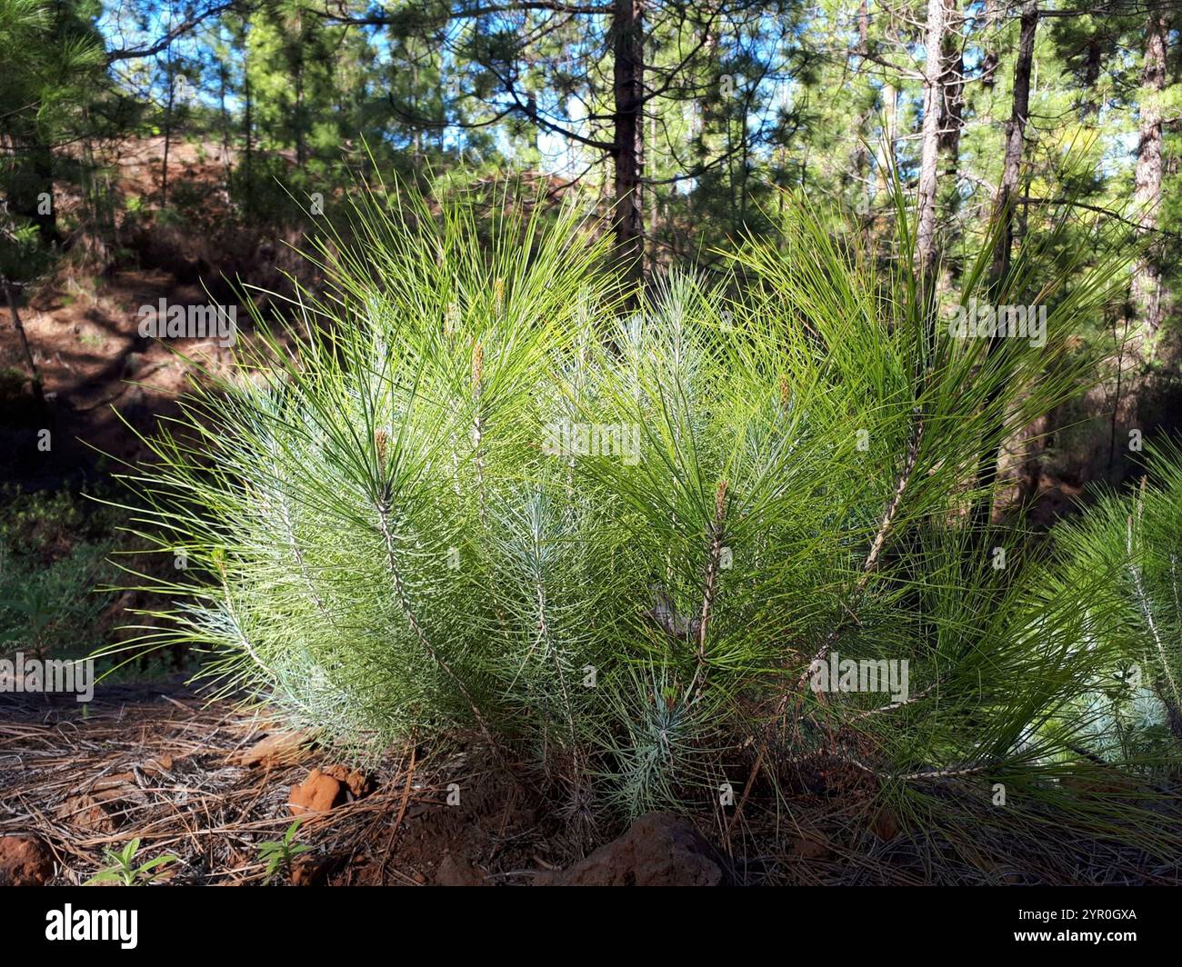 Canary Island pine (Pinus canariensis Stock Photo - Alamy