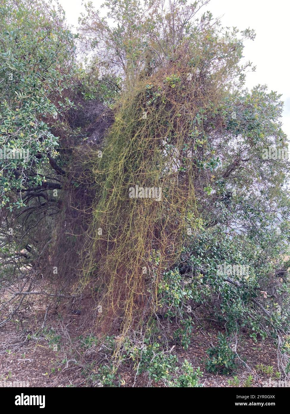 laurel dodder (Cassytha filiformis Stock Photo - Alamy