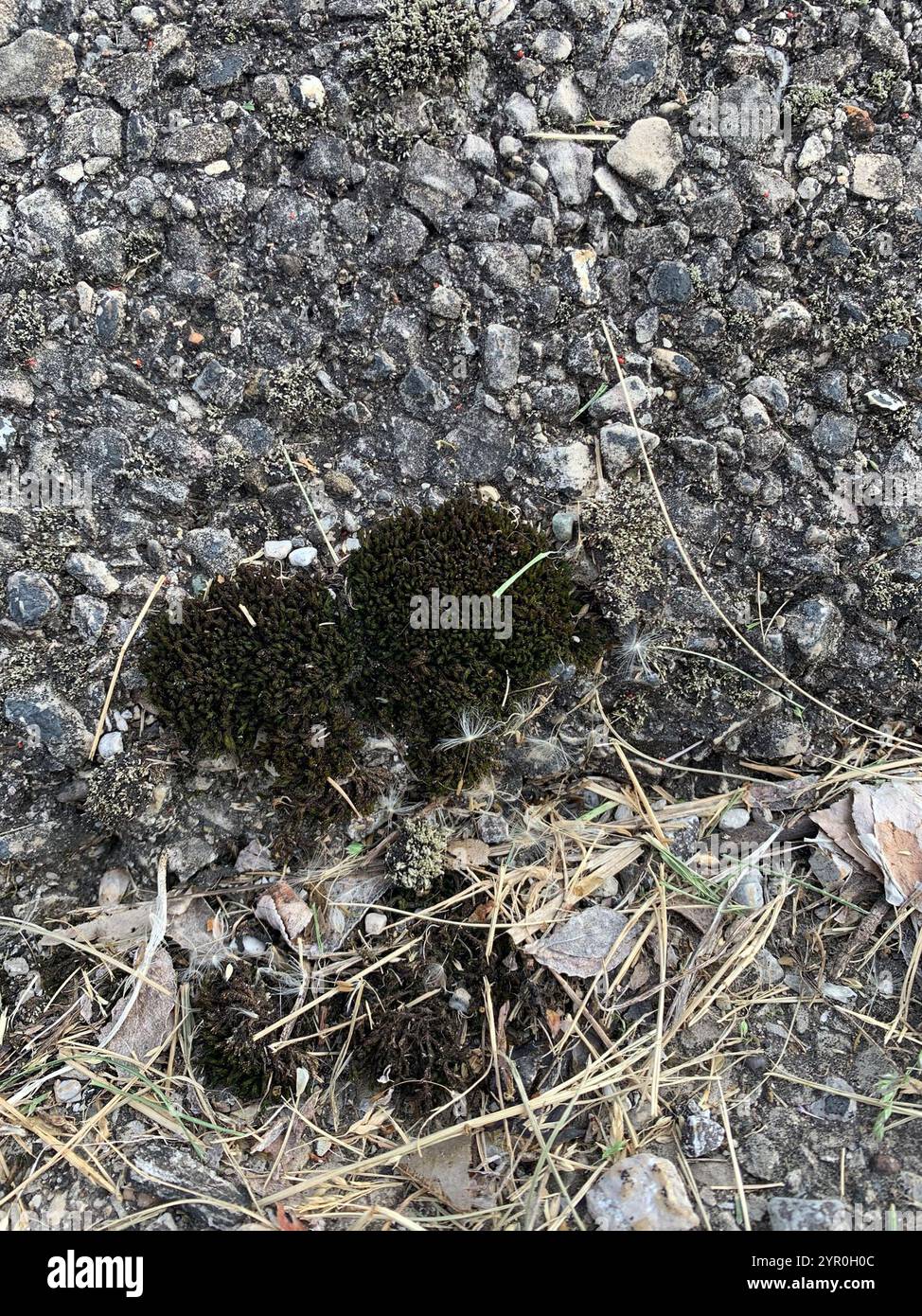 Rock Mosses (Grimmiaceae Stock Photo - Alamy