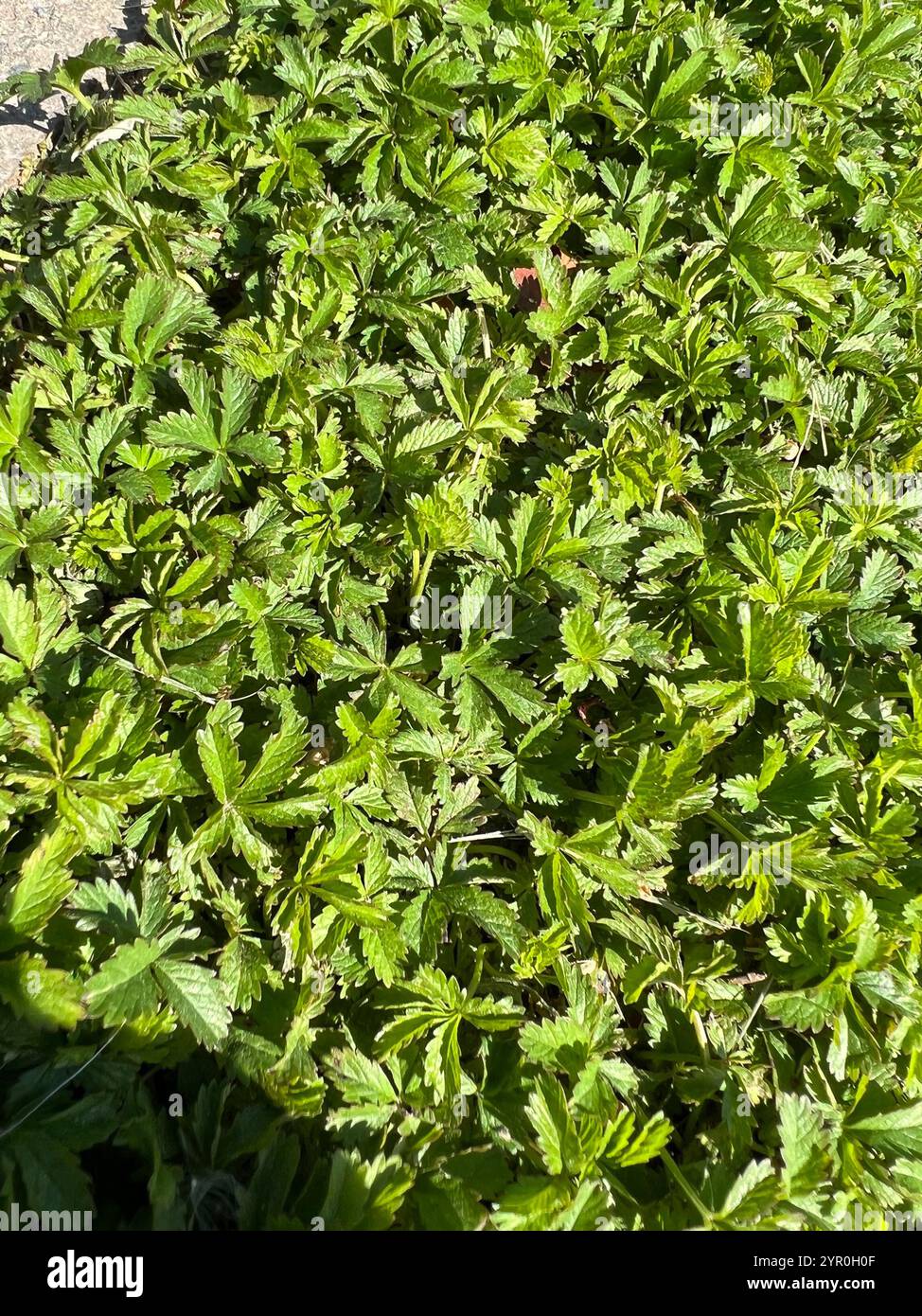 Creeping cinquefoil (Potentilla reptans Stock Photo - Alamy