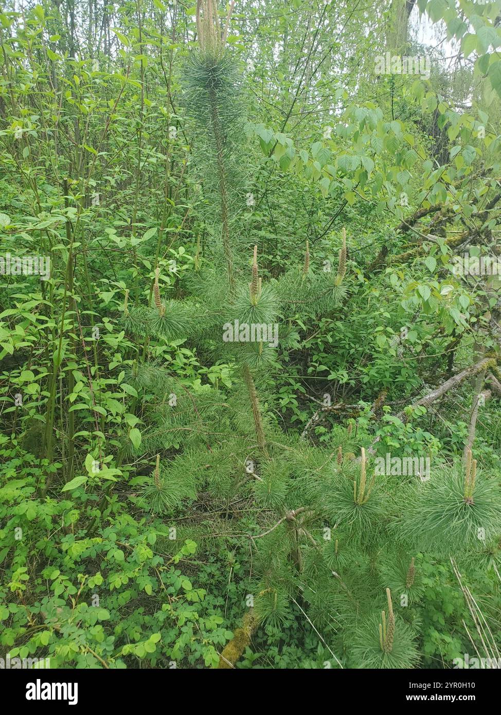 Shore Pine (Pinus contorta contorta Stock Photo - Alamy