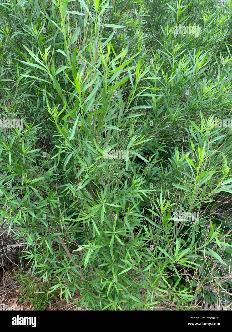 Poverty Weed (Baccharis neglecta Stock Photo - Alamy