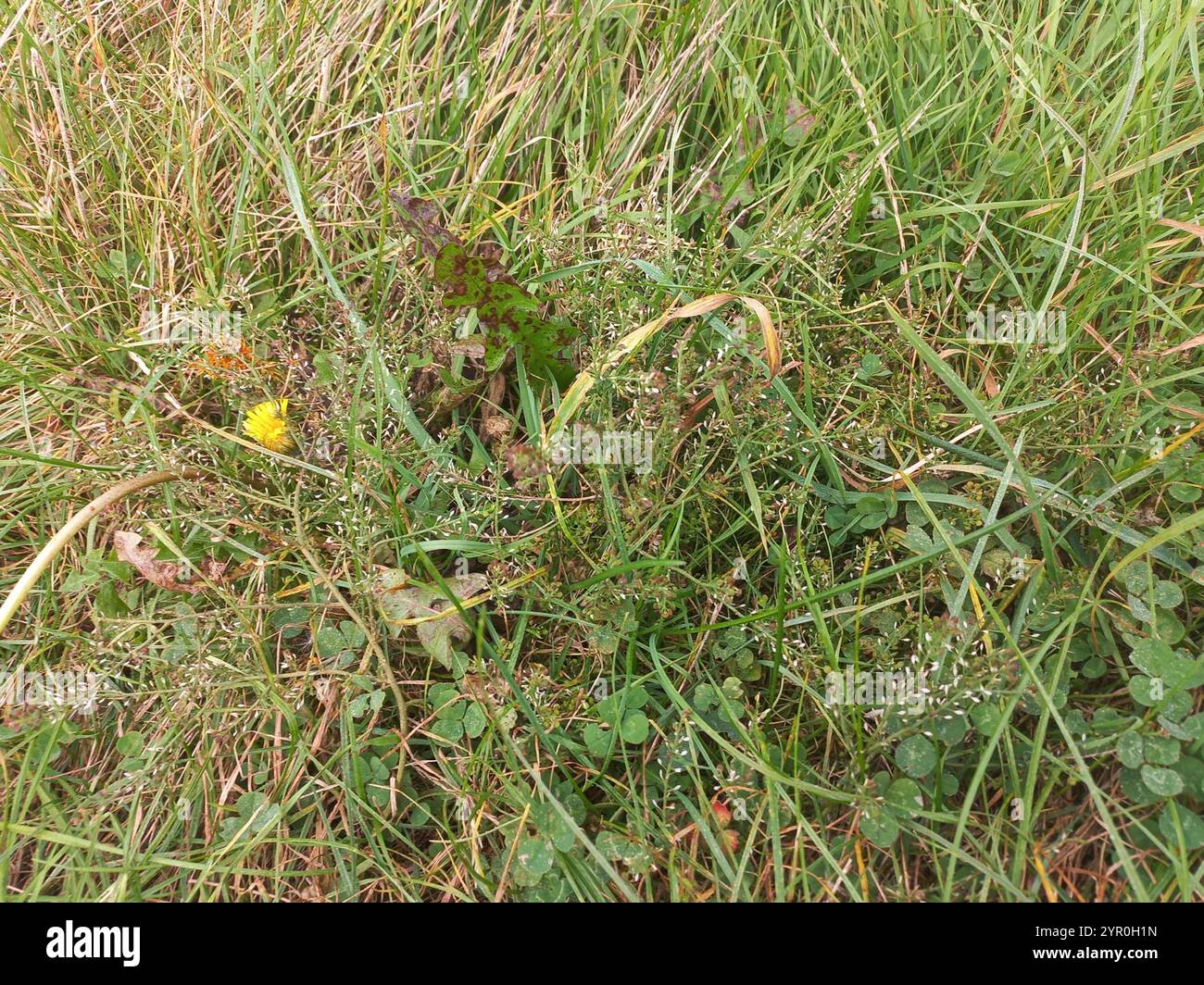 African Pepperwort (Lepidium africanum Stock Photo - Alamy
