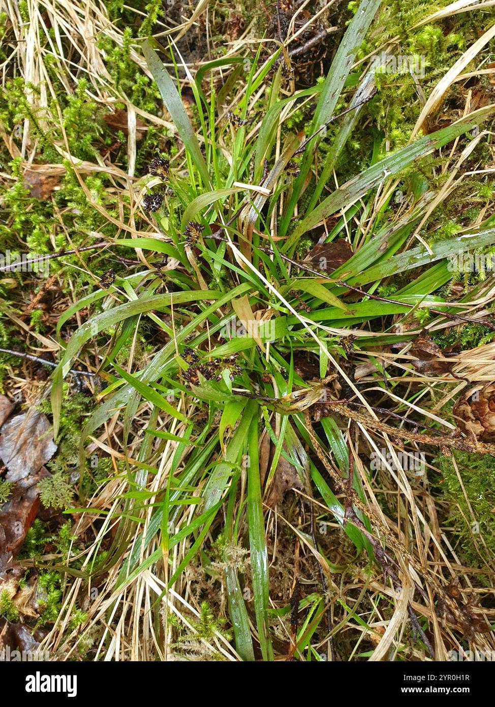 Hairy Woodrush (Luzula pilosa Stock Photo - Alamy
