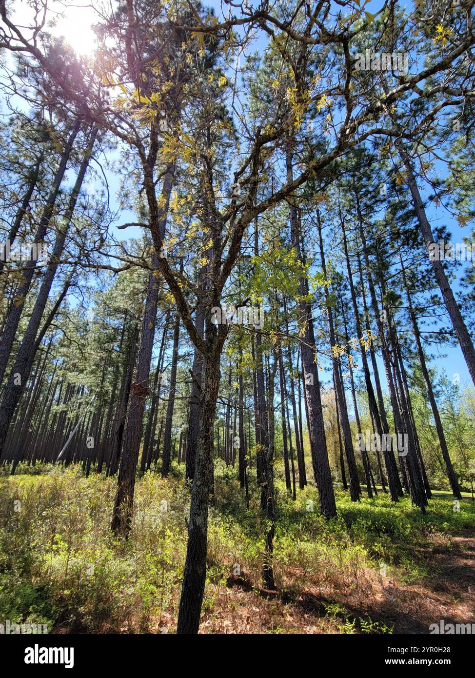 American turkey oak (Quercus laevis Stock Photo - Alamy