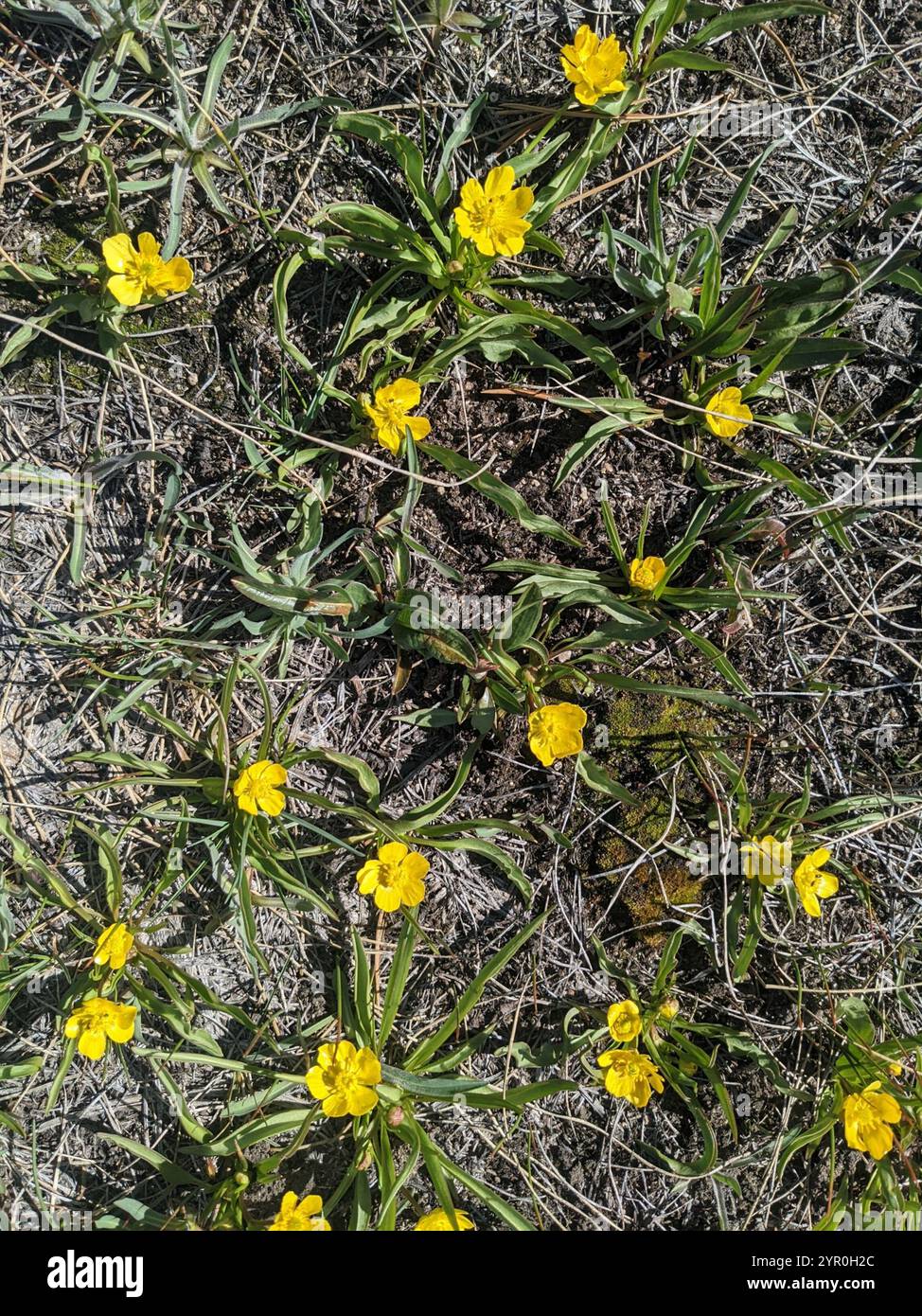 Plantainleaf buttercup hi-res stock photography and images - Alamy