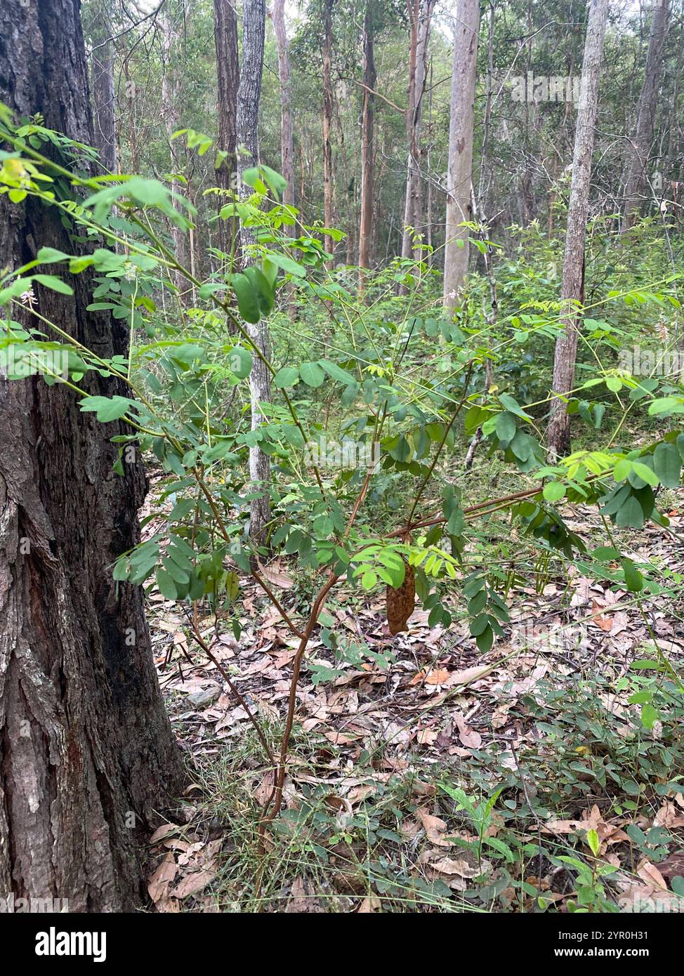 Australian Indigo (Indigofera australis Stock Photo - Alamy