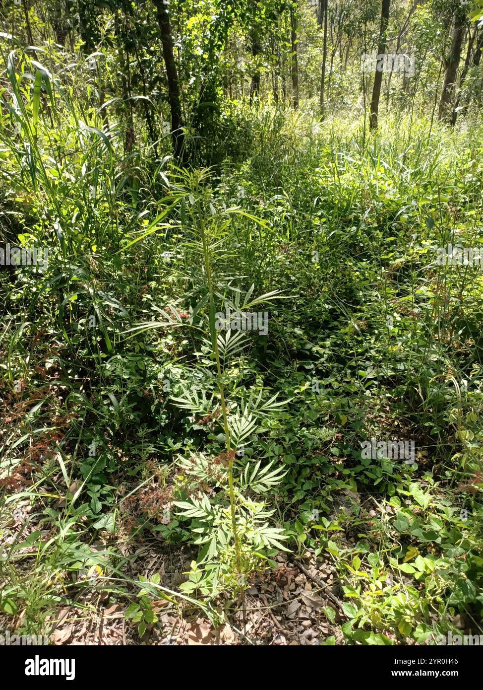 wild marigold (Tagetes minuta Stock Photo - Alamy