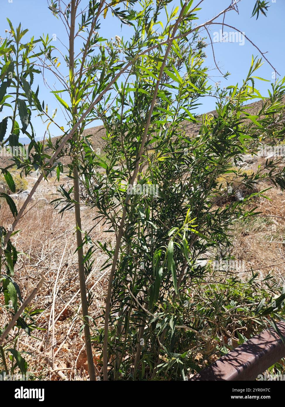 mule fat (Baccharis salicifolia Stock Photo - Alamy