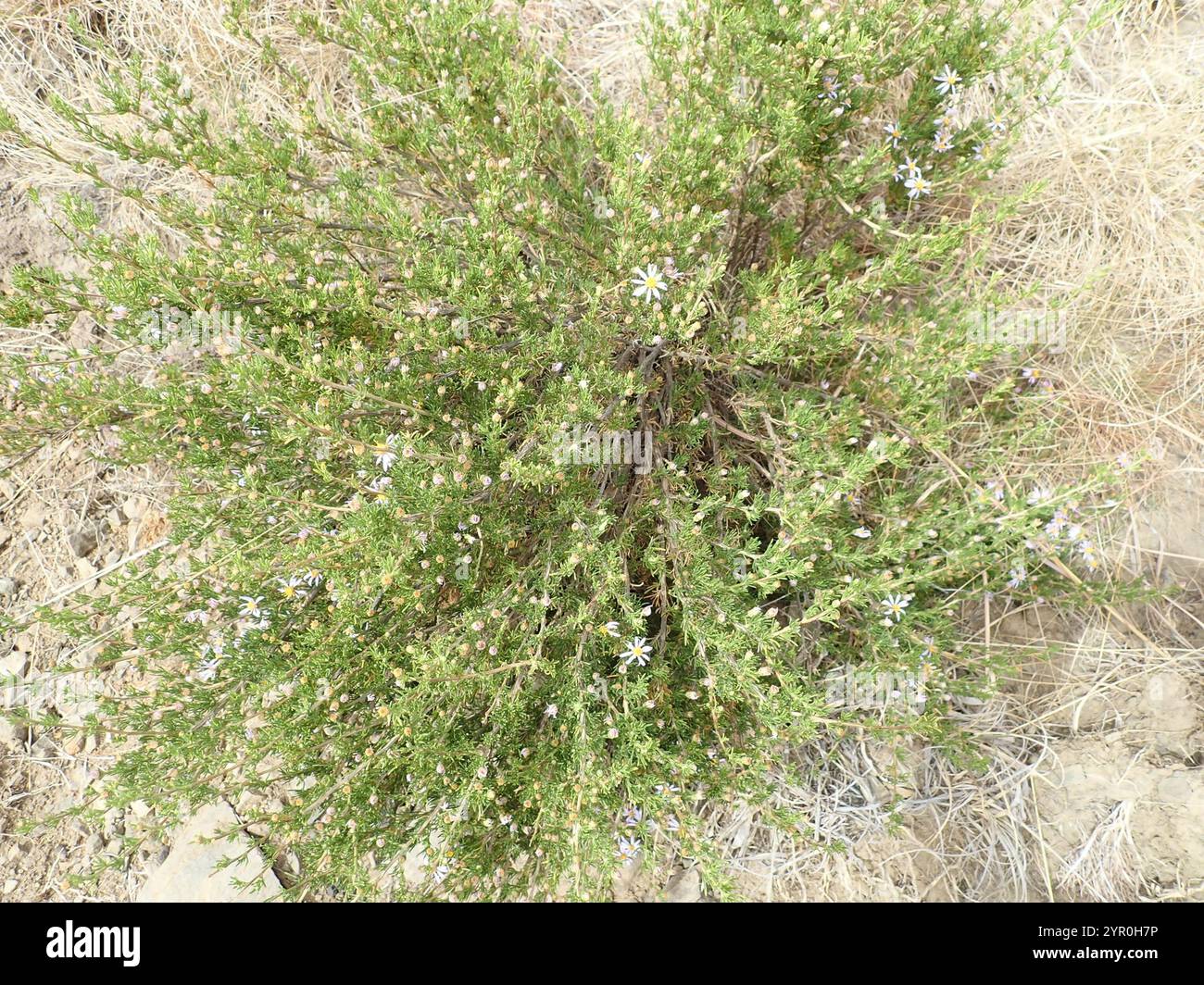 Fine Felicia (Felicia filifolia Stock Photo - Alamy