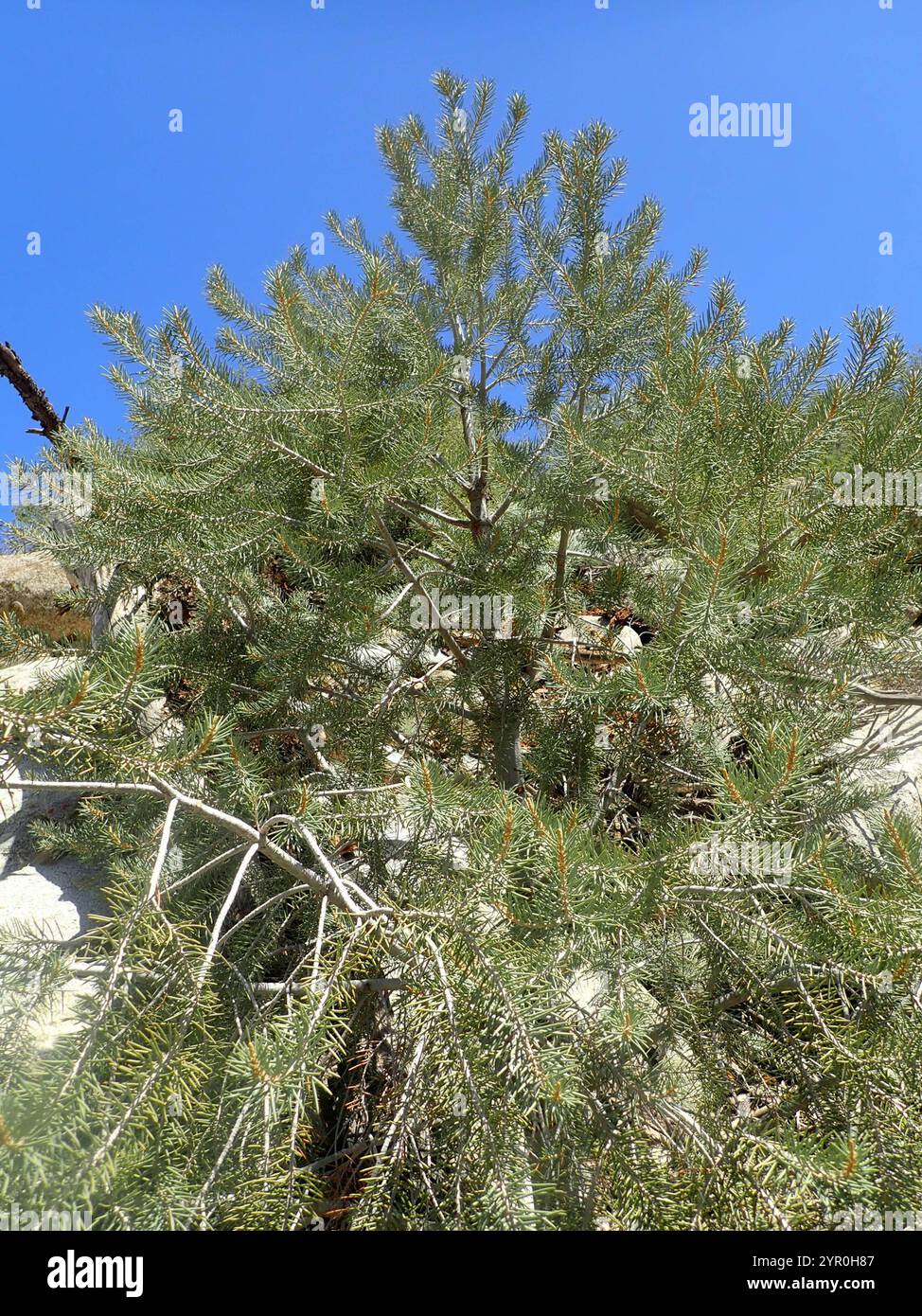 singleleaf pinyon (Pinus monophylla Stock Photo - Alamy