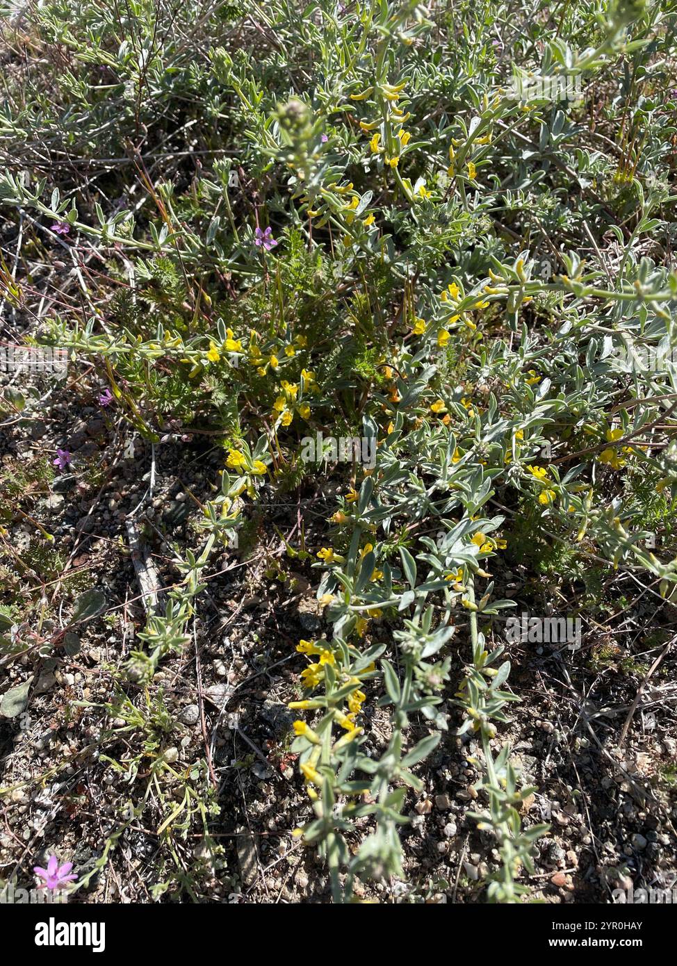 Silky broom hi-res stock photography and images - Alamy