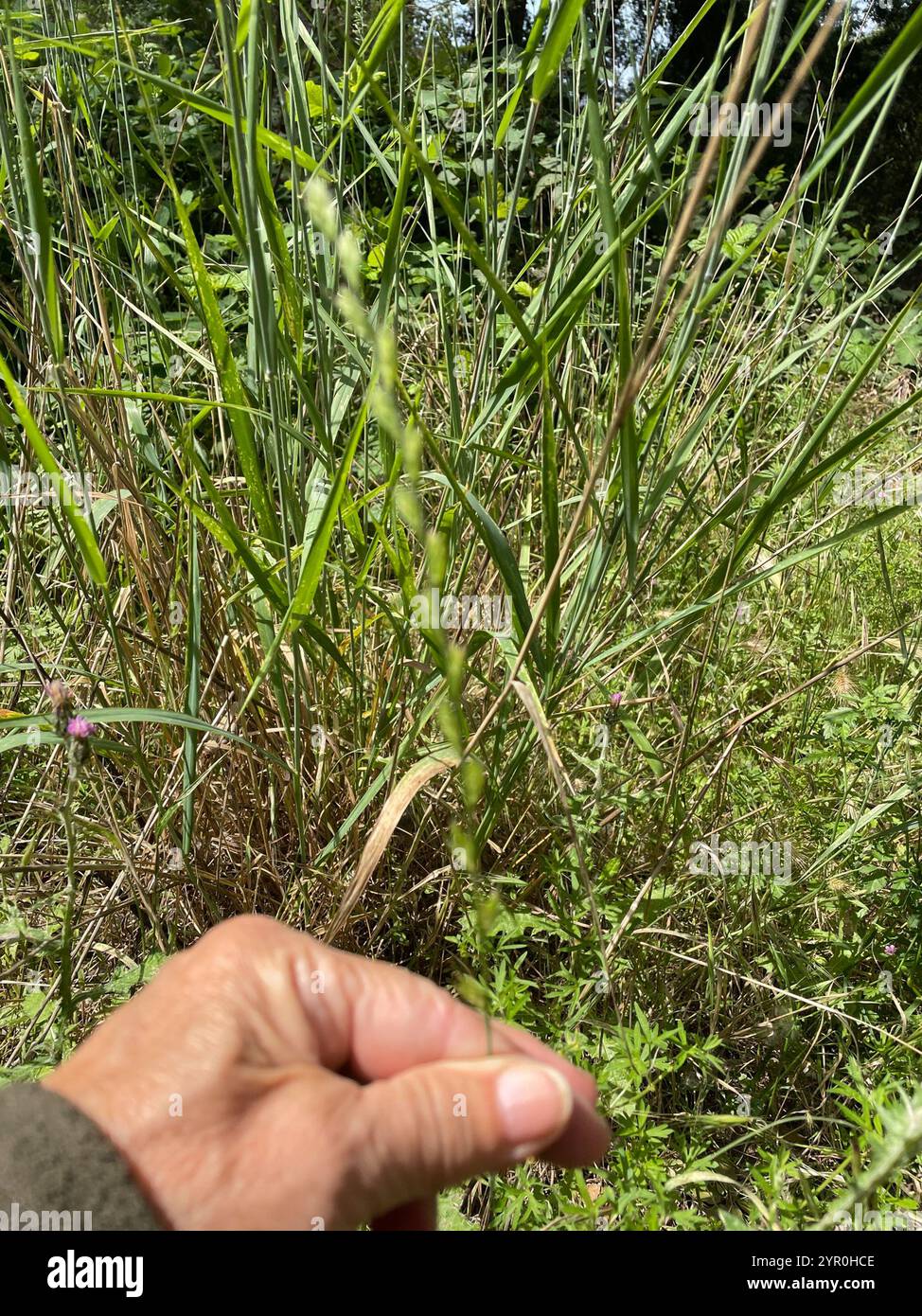 Italian Ryegrass (Lolium multiflorum Stock Photo - Alamy