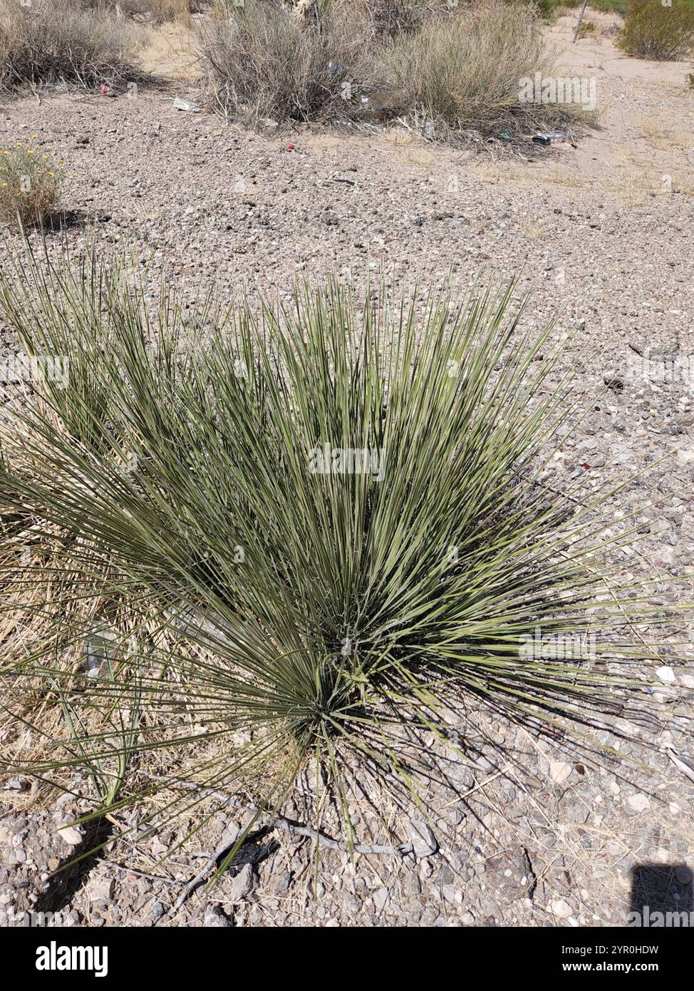 Smooth Sotol (Dasylirion leiophyllum Stock Photo - Alamy