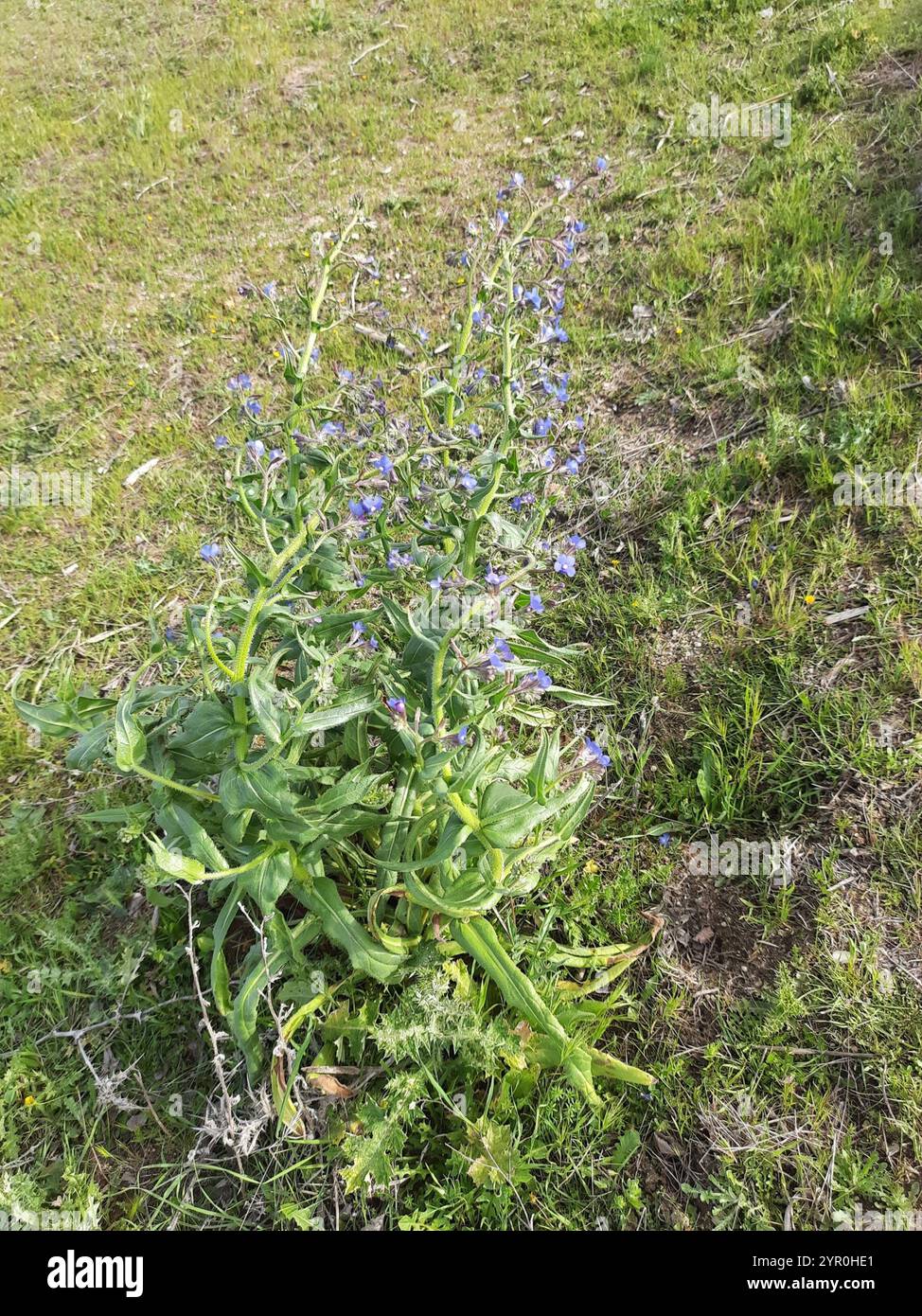 Italian Bugloss (Anchusa azurea Stock Photo - Alamy