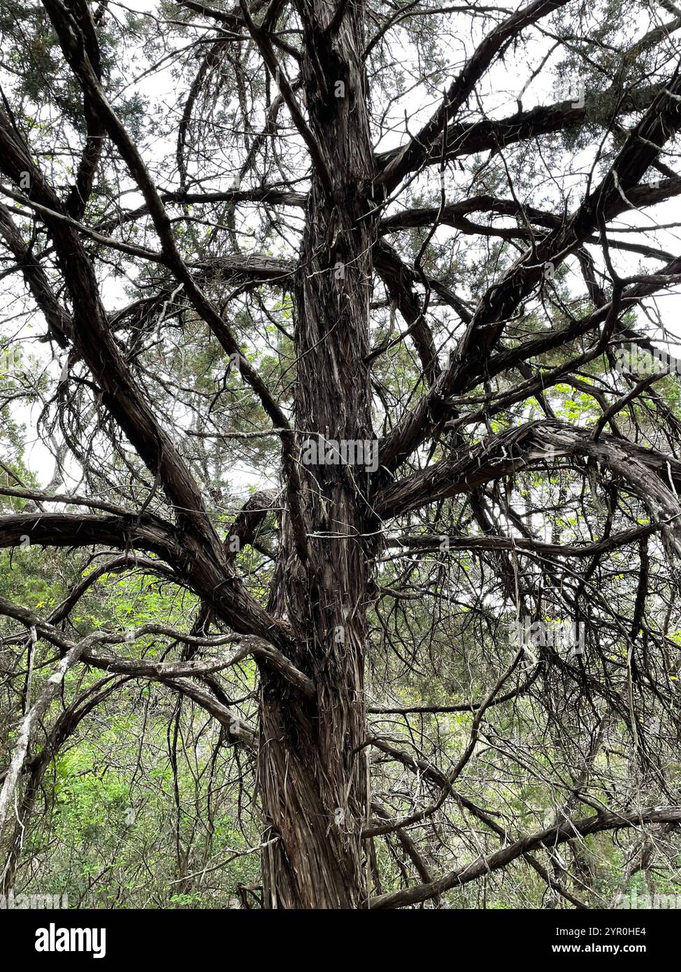 Ashe juniper (Juniperus ashei Stock Photo - Alamy